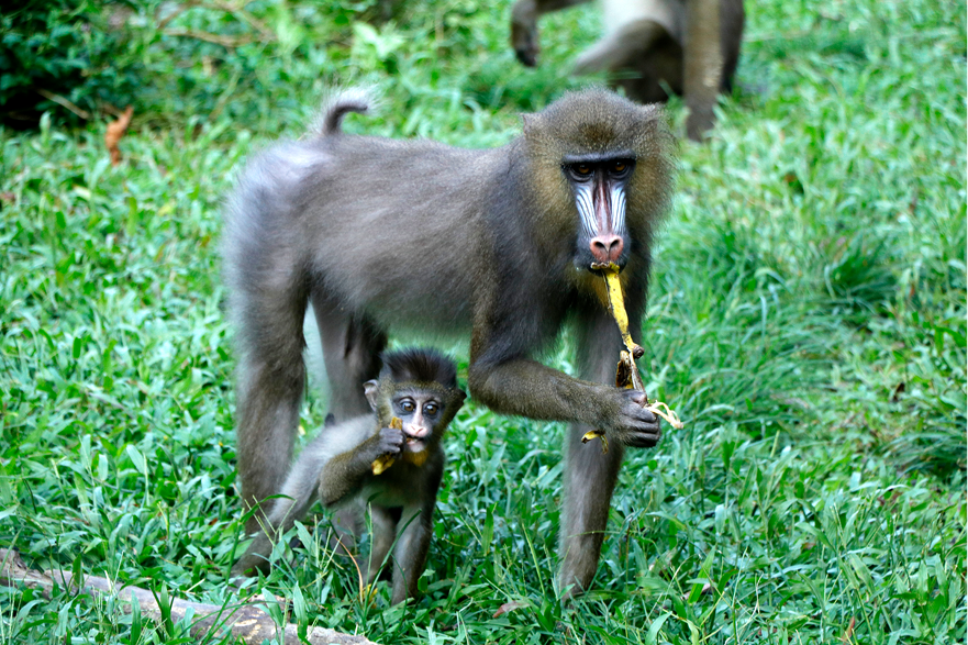 WOAH launches ZOOSURSY, a new disease surveillance project funded by ... WOAH launches ZOOSURSY, a new disease surveillance project funded by ...